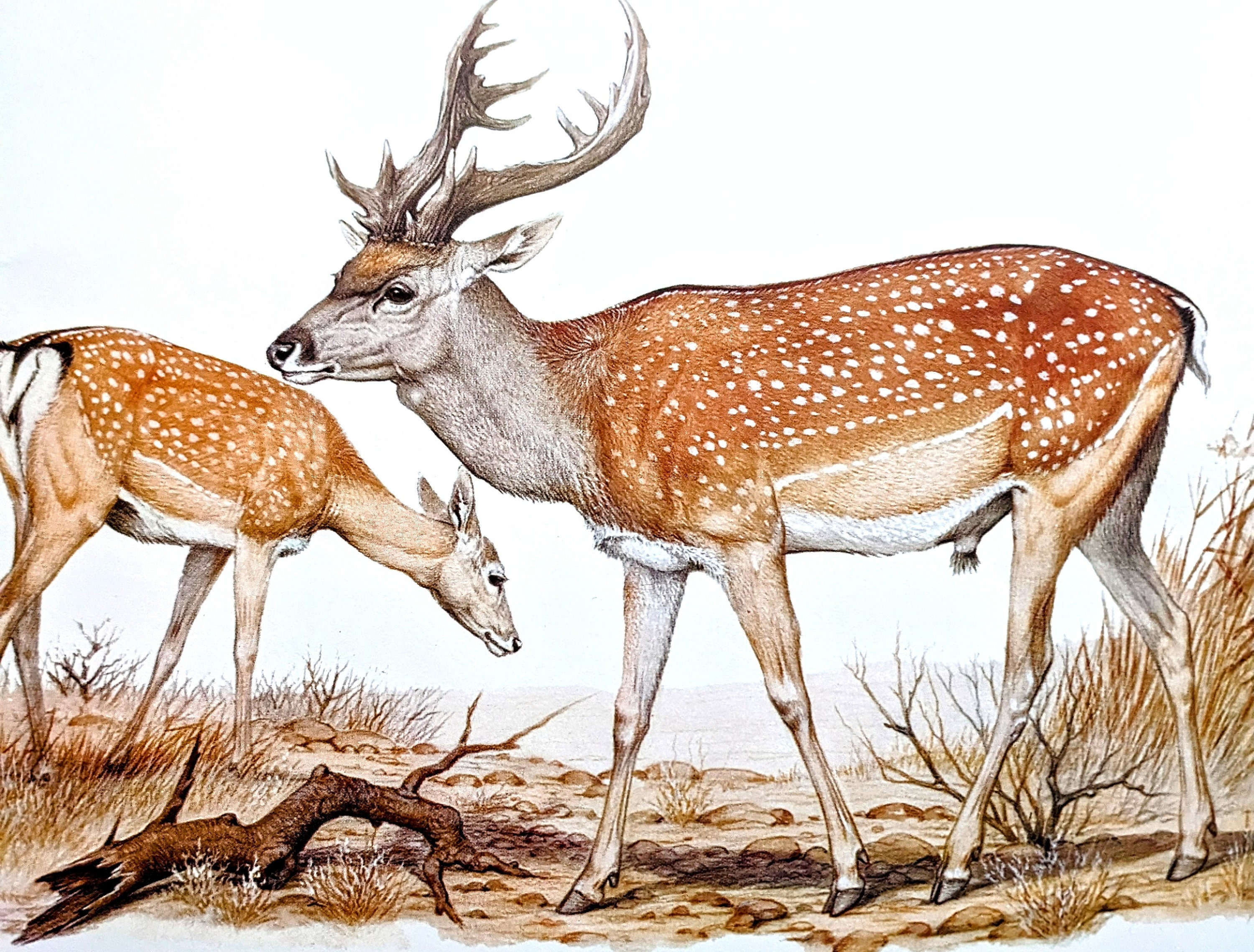 1970 Persian Fallow Deer - Vintage Print - Animals in Danger of ...
