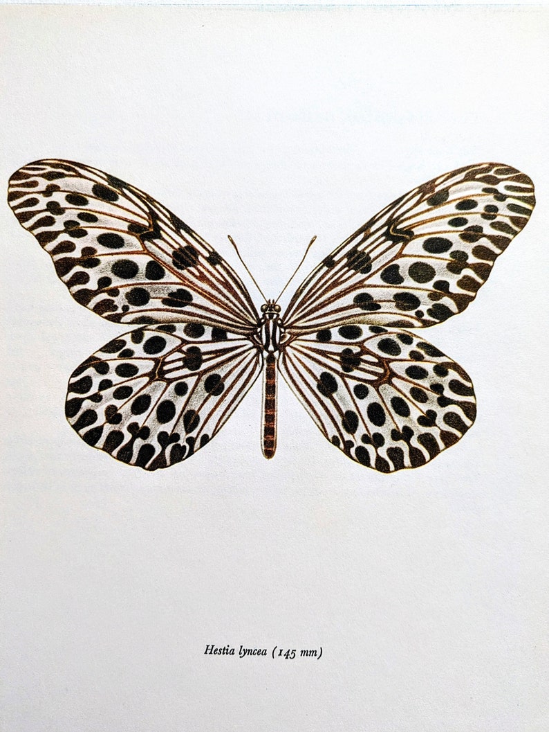 1963 Hestia Lyncea the Tree Nymph Vintage Butterfly Print - Lithograph ...