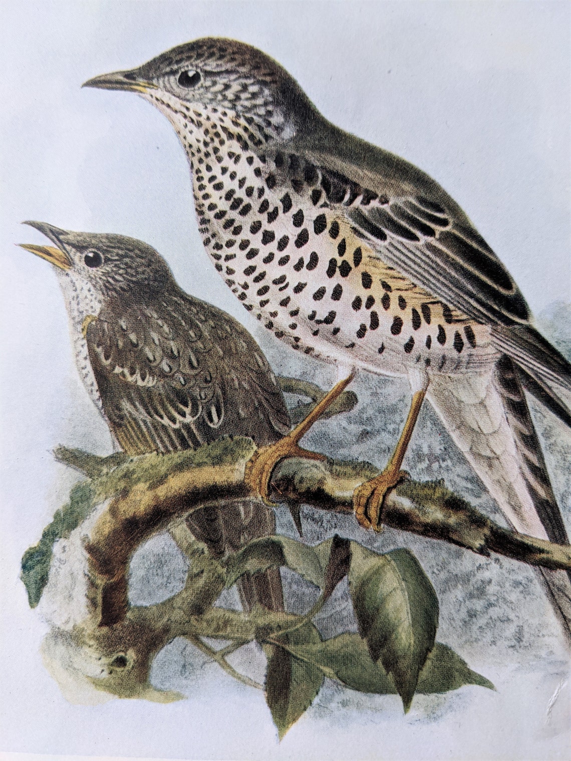 1907 Missel Thrush Original Antique Matted Lithograph - Etsy