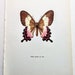1963 Parides Ascanius Cramer Vintage Butterfly Print - Lithograph ...