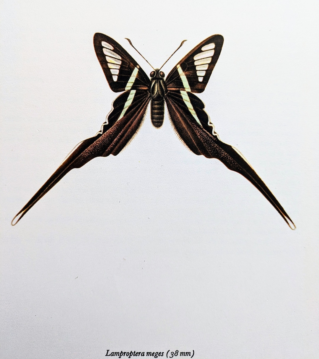 1963 Lamproptera Meges the Green Dragon Tail Vintage Butterfly Print ...