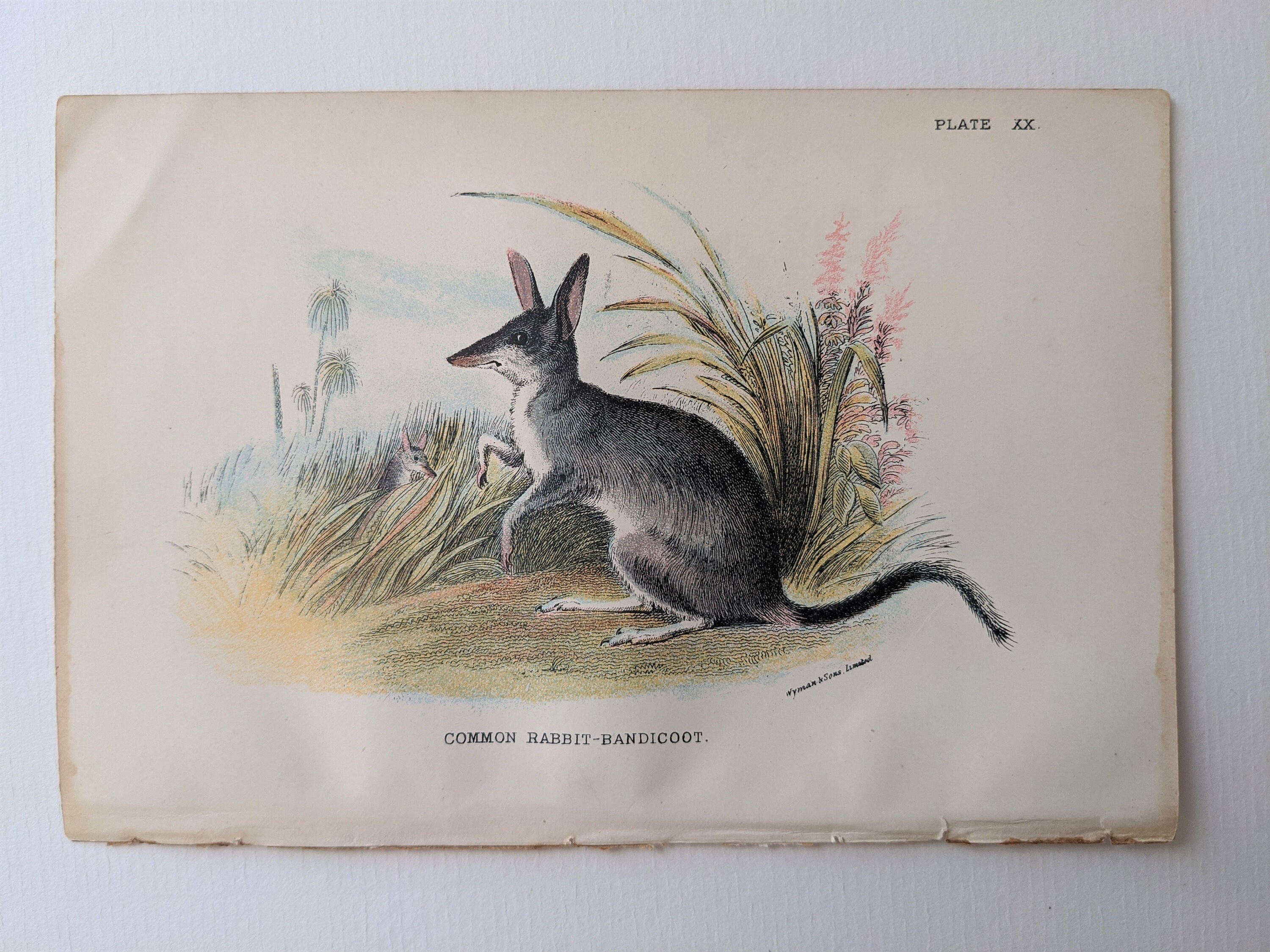 1896 Common Rabbit - Bandicoot Original Vintage Print - Natural History ...