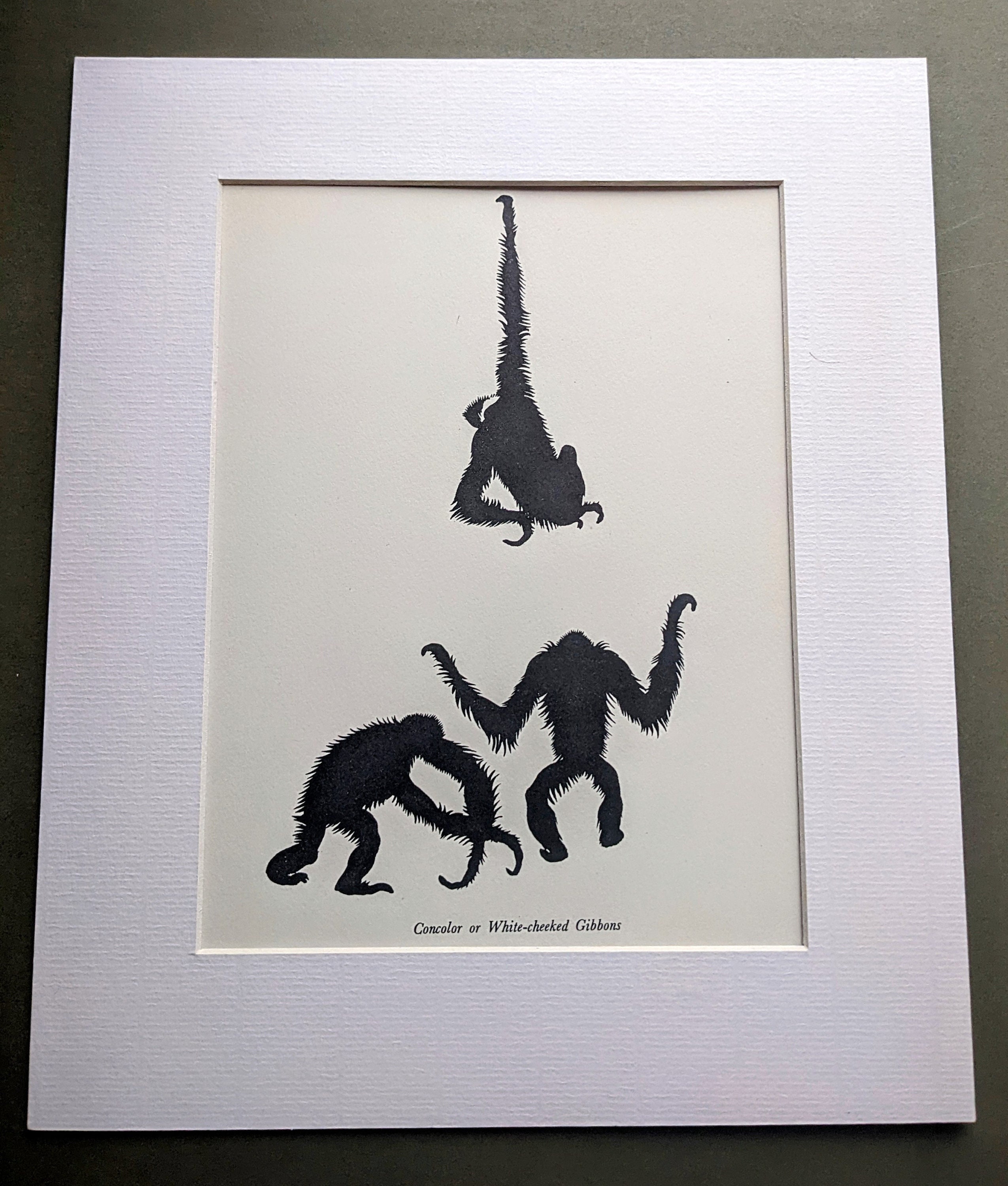 1937 Concolor or White-cheeked Gibbons Original Vintage Print Lesser ...