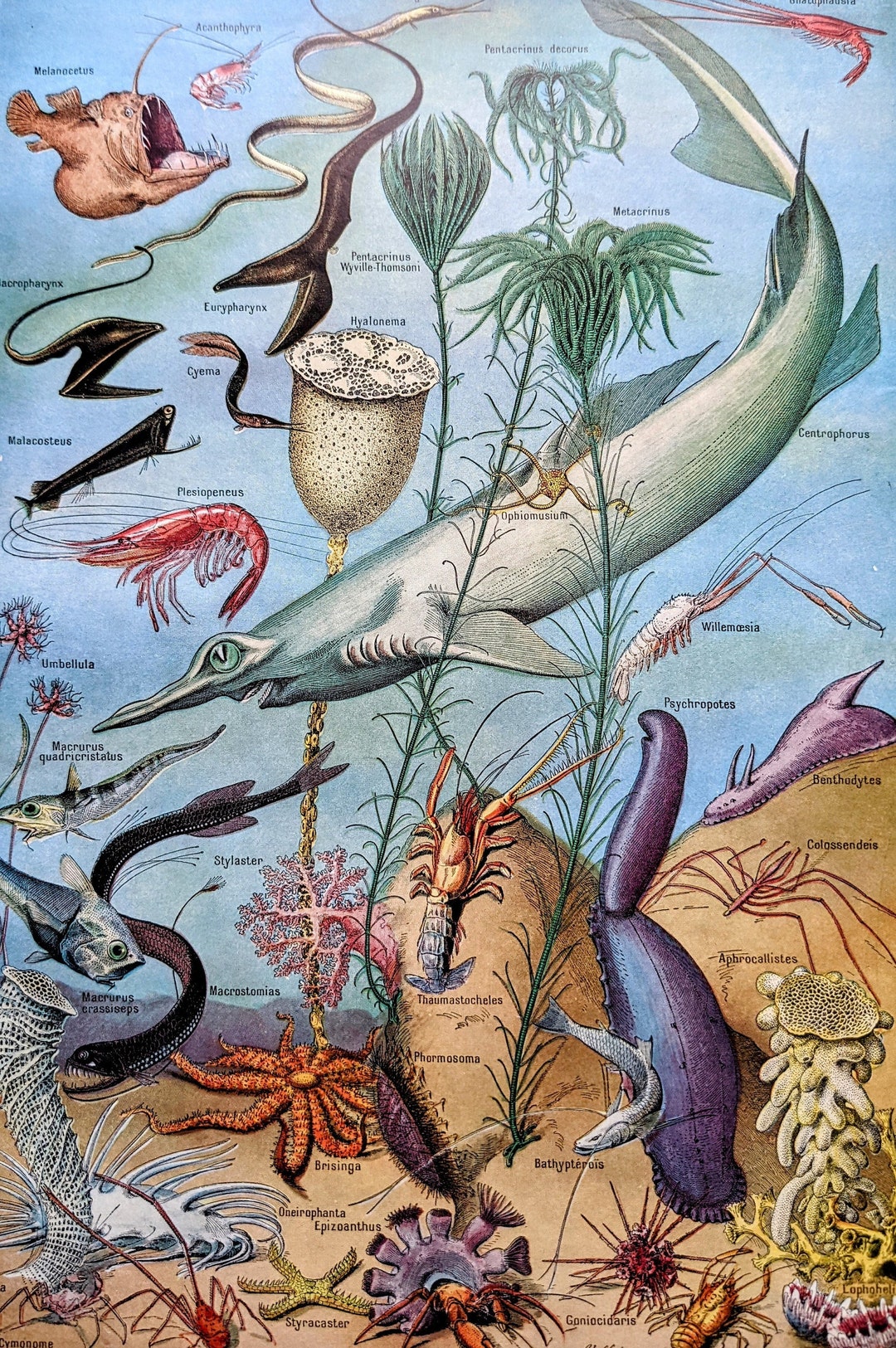 1948 Oceanography Vintage Print - Sea Life - Natural History - Vintage ...