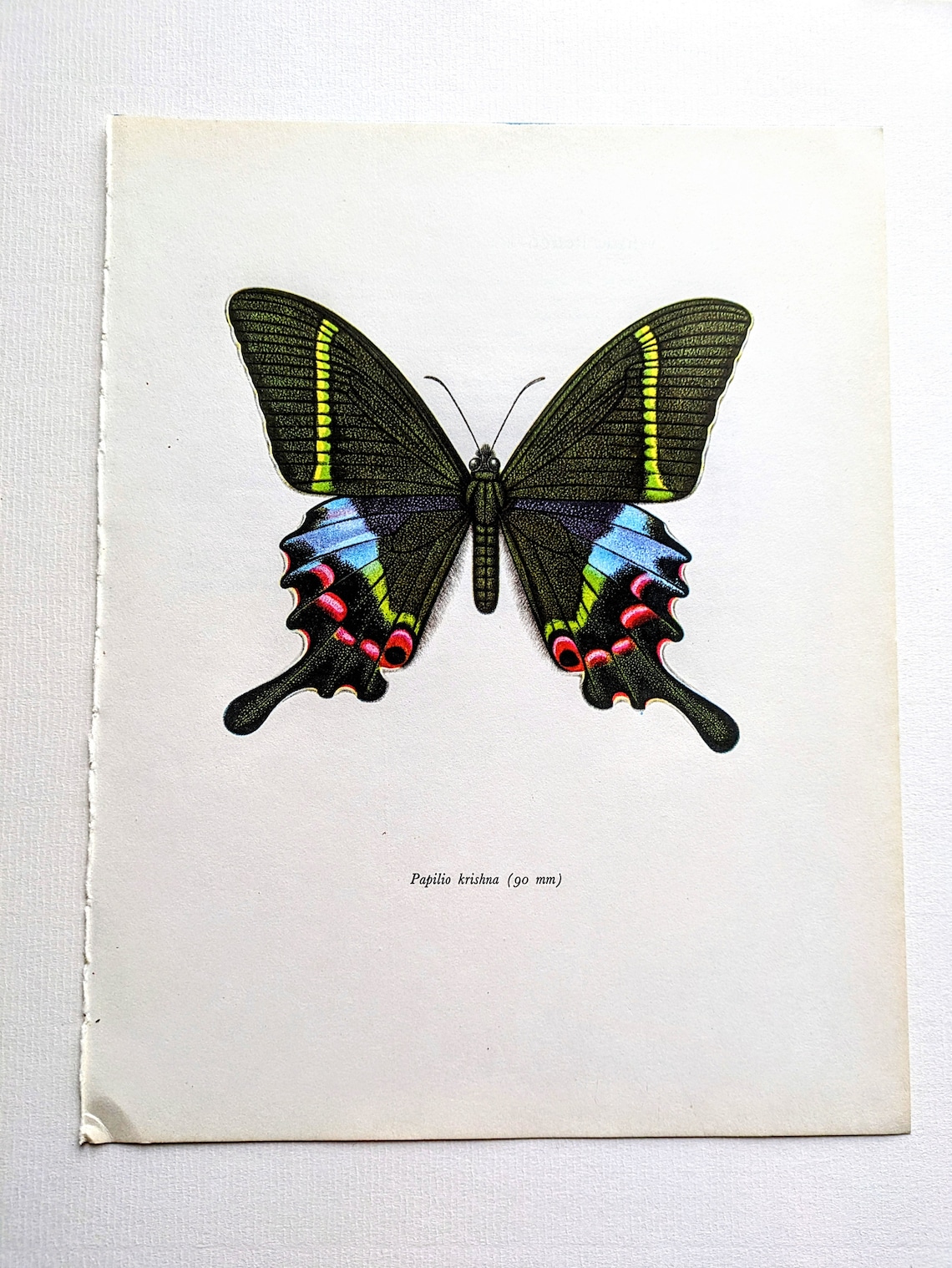 1963 Papilio Krishna the Krishna Peacock Vintage Butterfly Print ...