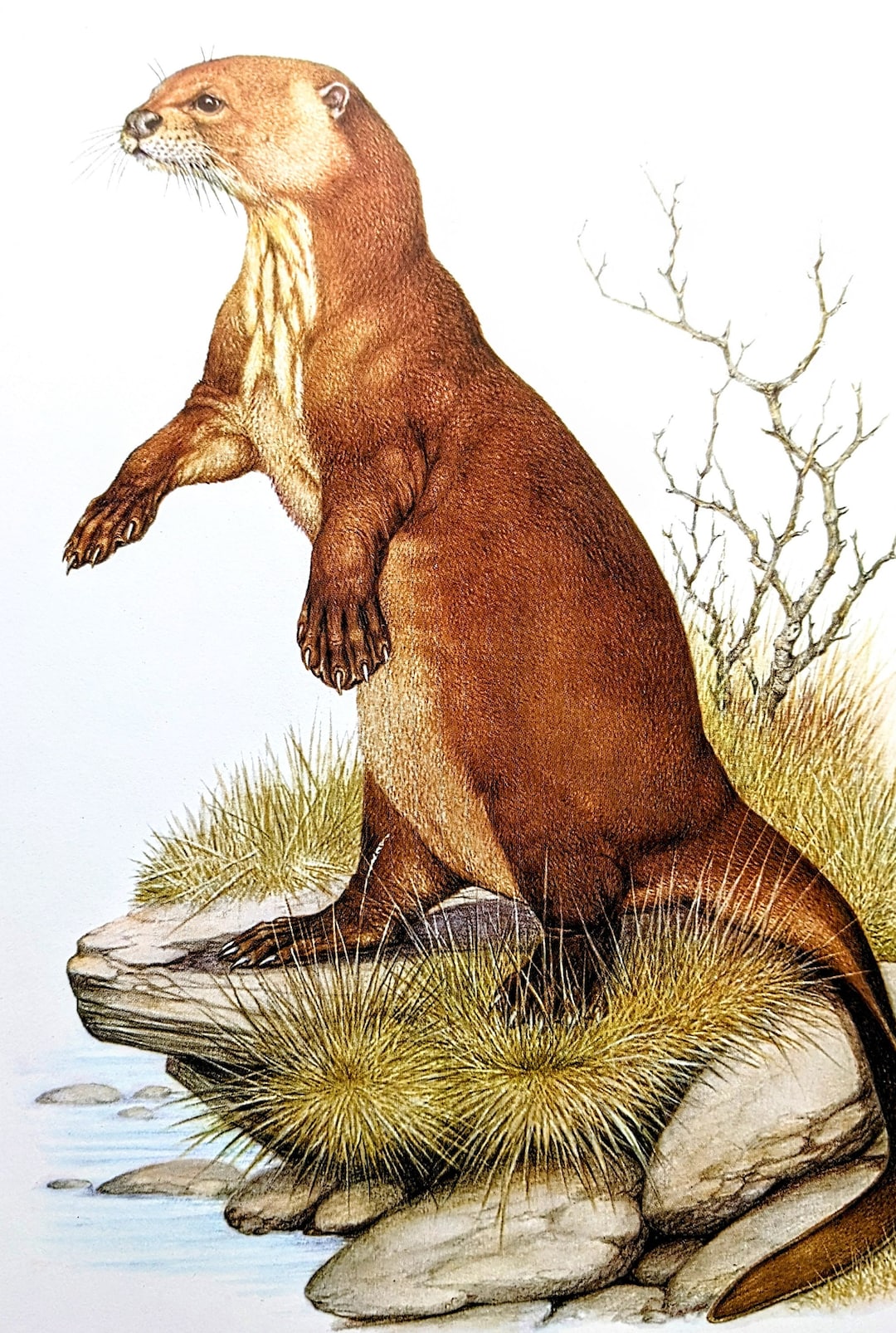 1970 Giant Otter - Vintage Print - Natural History of Animals in Danger ...