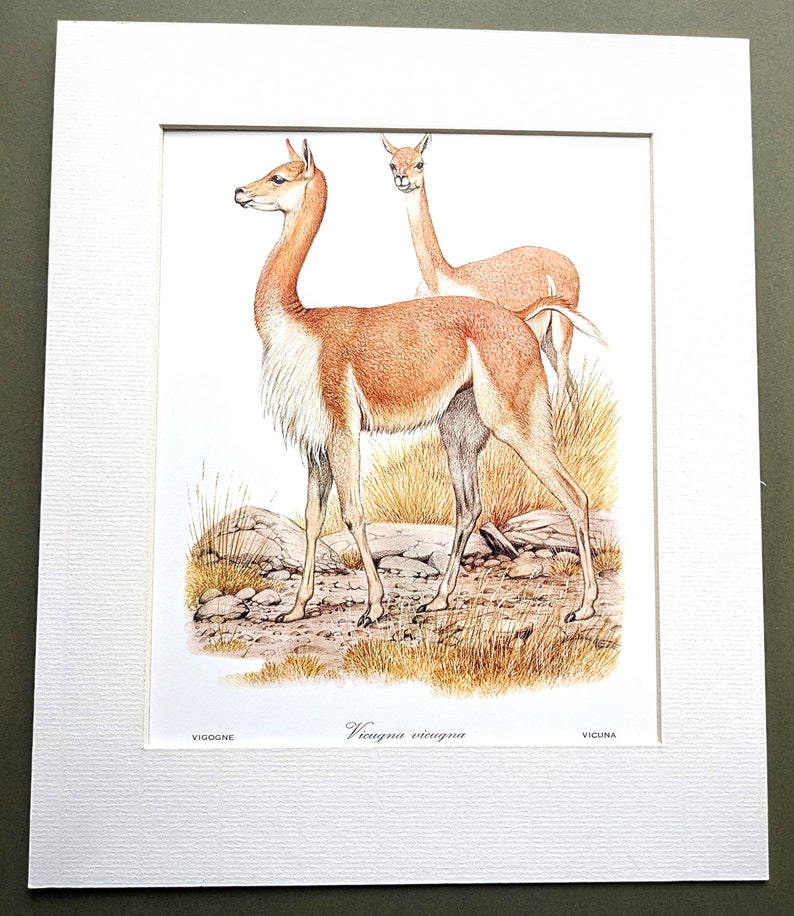 1970 Vicuna - Vintage Print - Natural History of Animals in Danger of ...