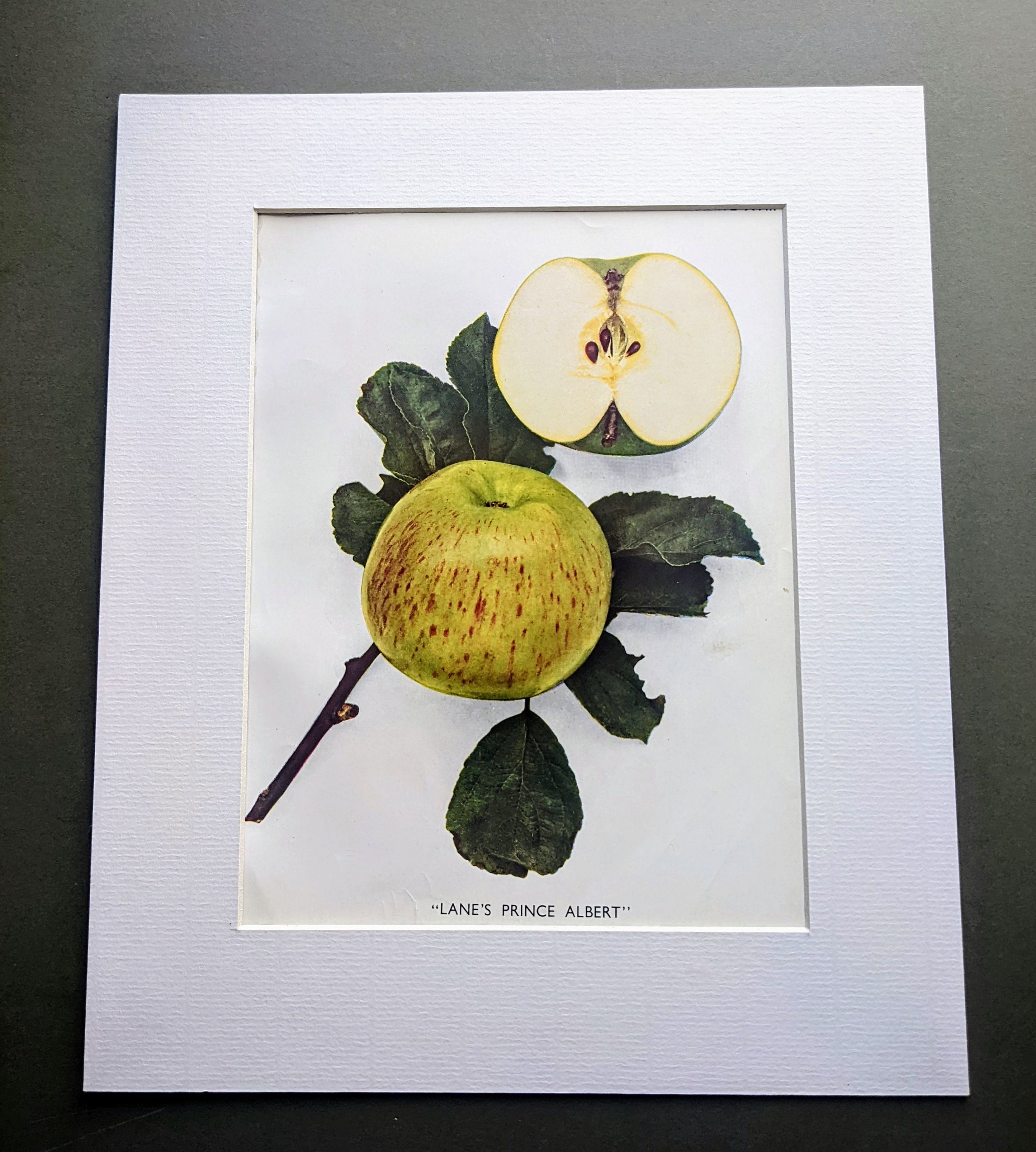 1949 Lane's Prince Albert Apple Original Vintage Fruit Print Botanical ...
