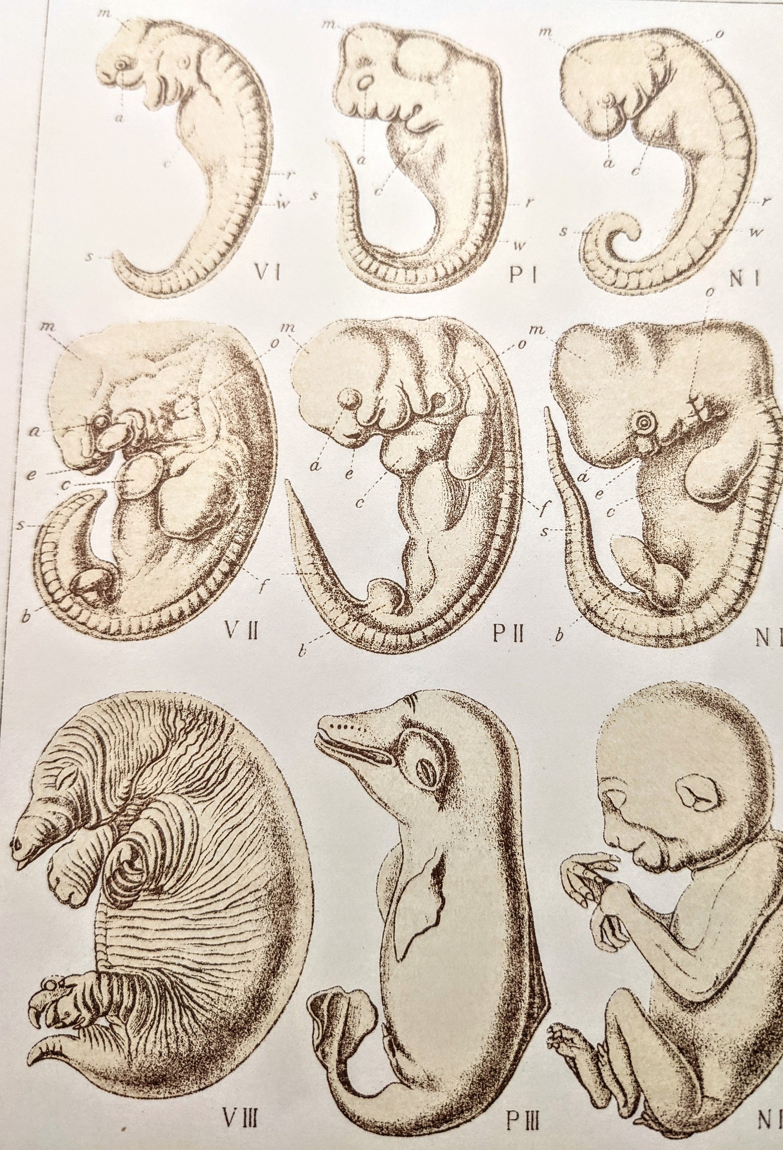1910 Ernst Haeckel Embryos of Three Mammals Antique Print - Etsy
