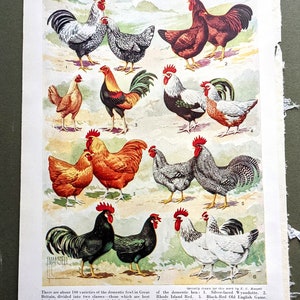 1940 Some Important Breeds of Poultry Original Vintage Print ...