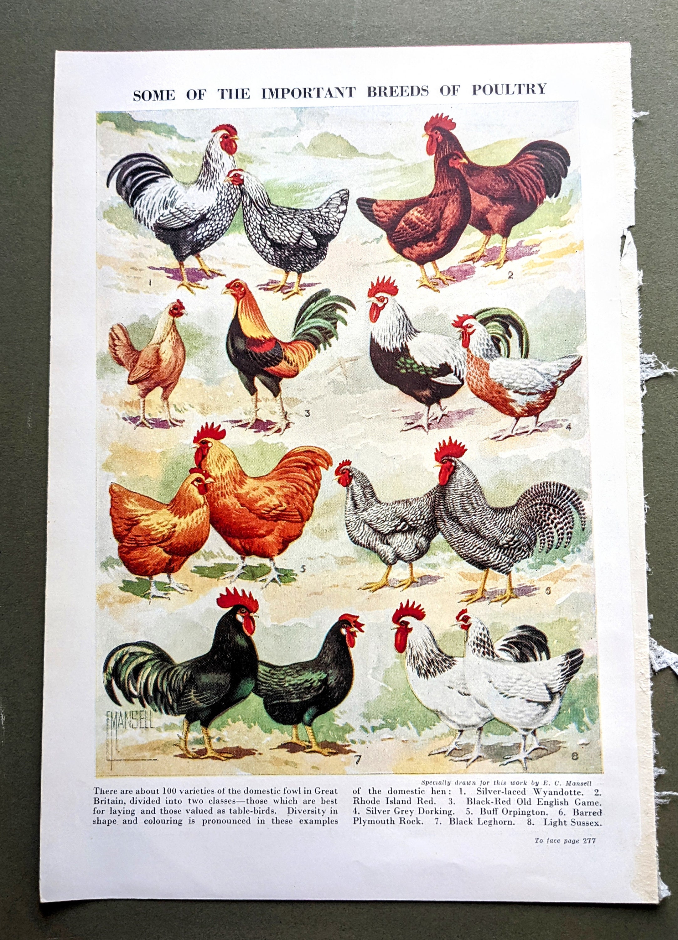 1940 Some Important Breeds of Poultry Original Vintage Print ...