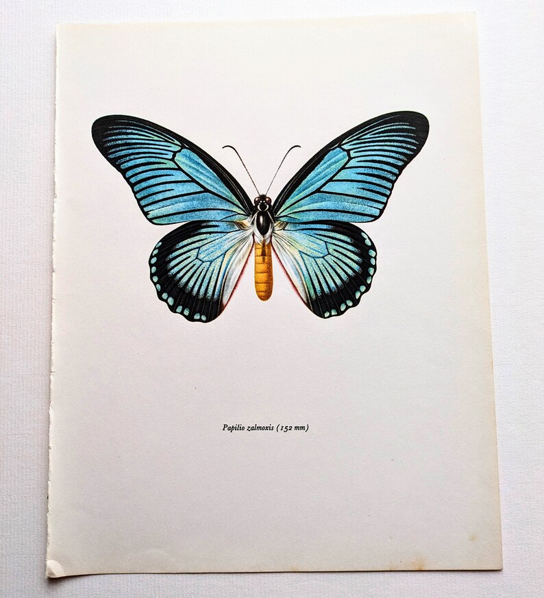 1963 Papilio Zalmoxis Vintage Butterfly Print - Lithograph ...