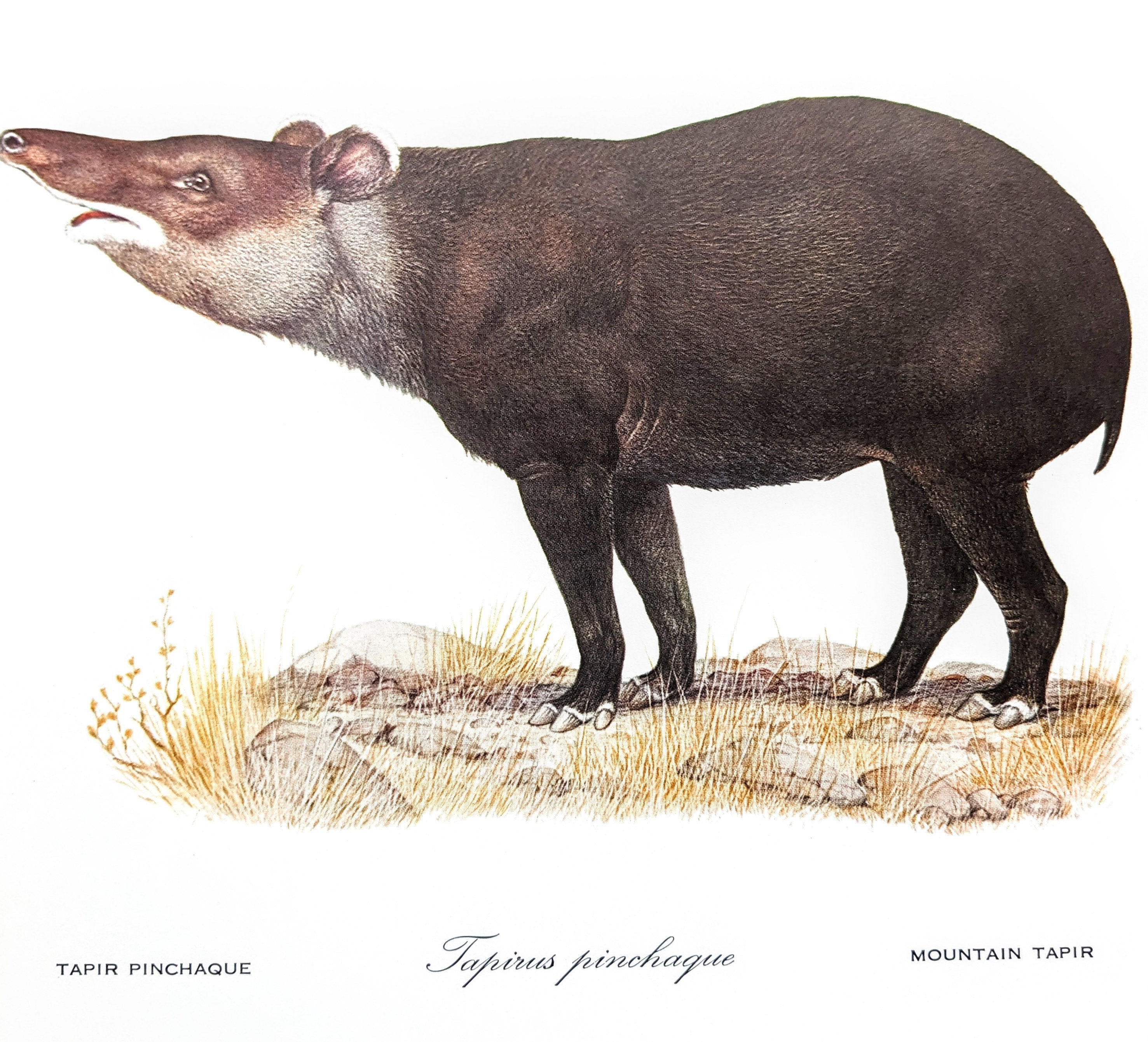 1970 Mountain Tapir Vintage Print Natural History of Animals in Danger ...