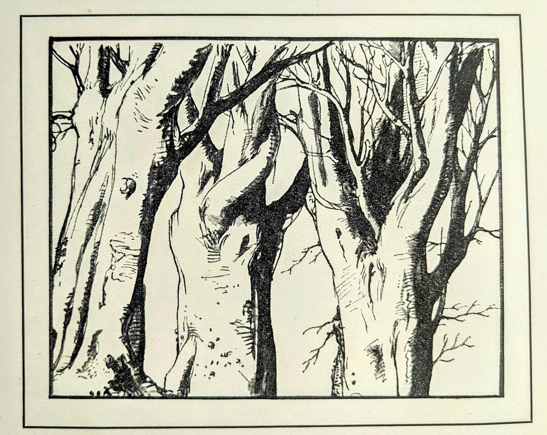 1949 William Mulready "beech Trees" Pen and Wash Sketches and Study ...