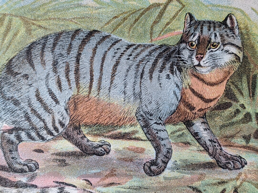 1896 Caffre Cat Original - Vintage Print - Natural History - Cats ...
