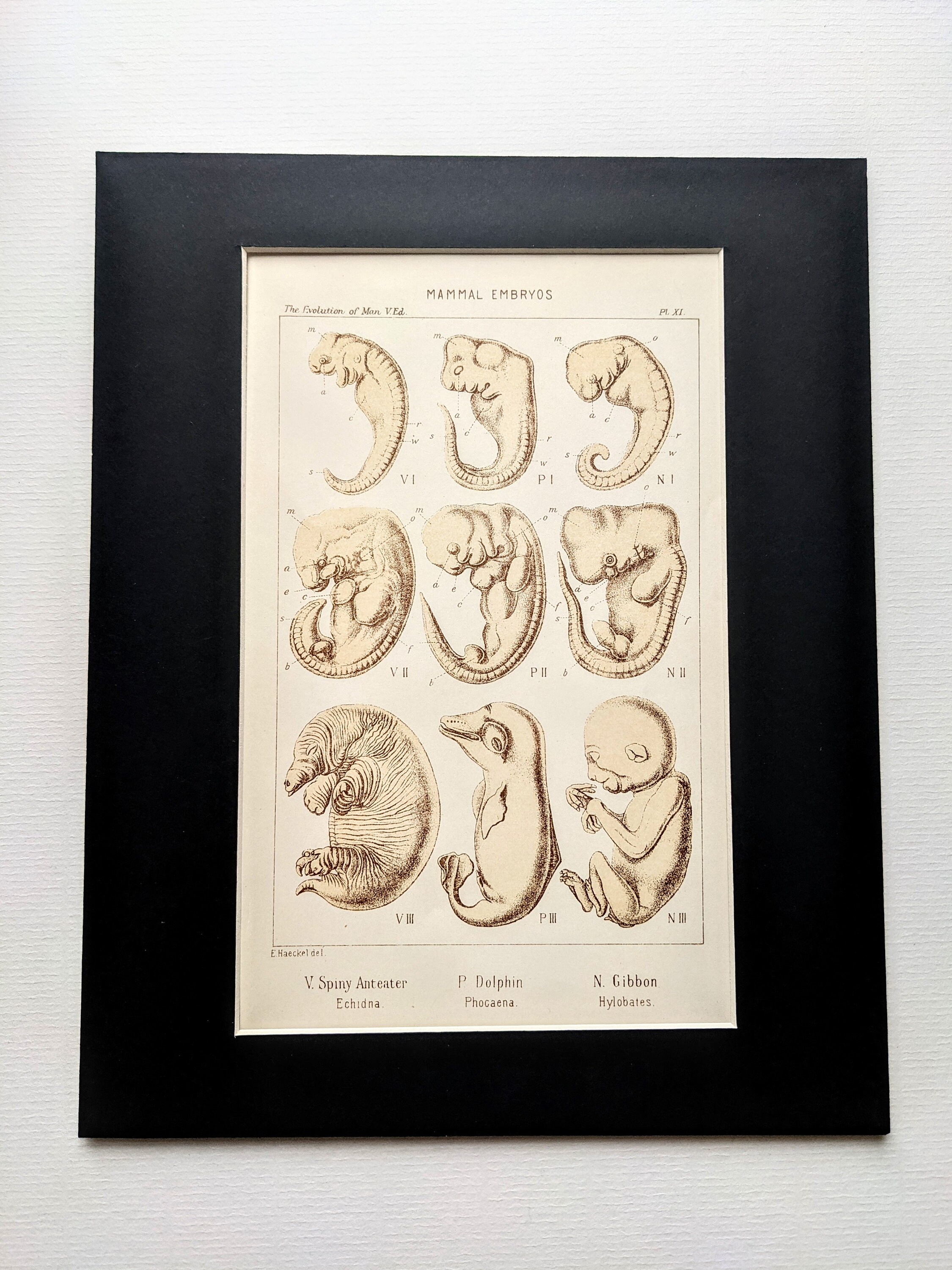 1910 Ernst Haeckel Embryos of Three Mammals Antique Print - Etsy