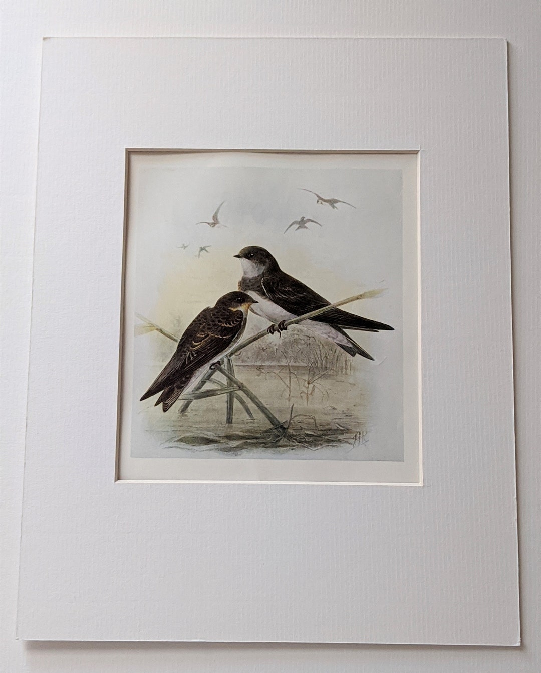 1907 Sand - Martin Antique Matted Lithograph -ornithology- Birds of ...