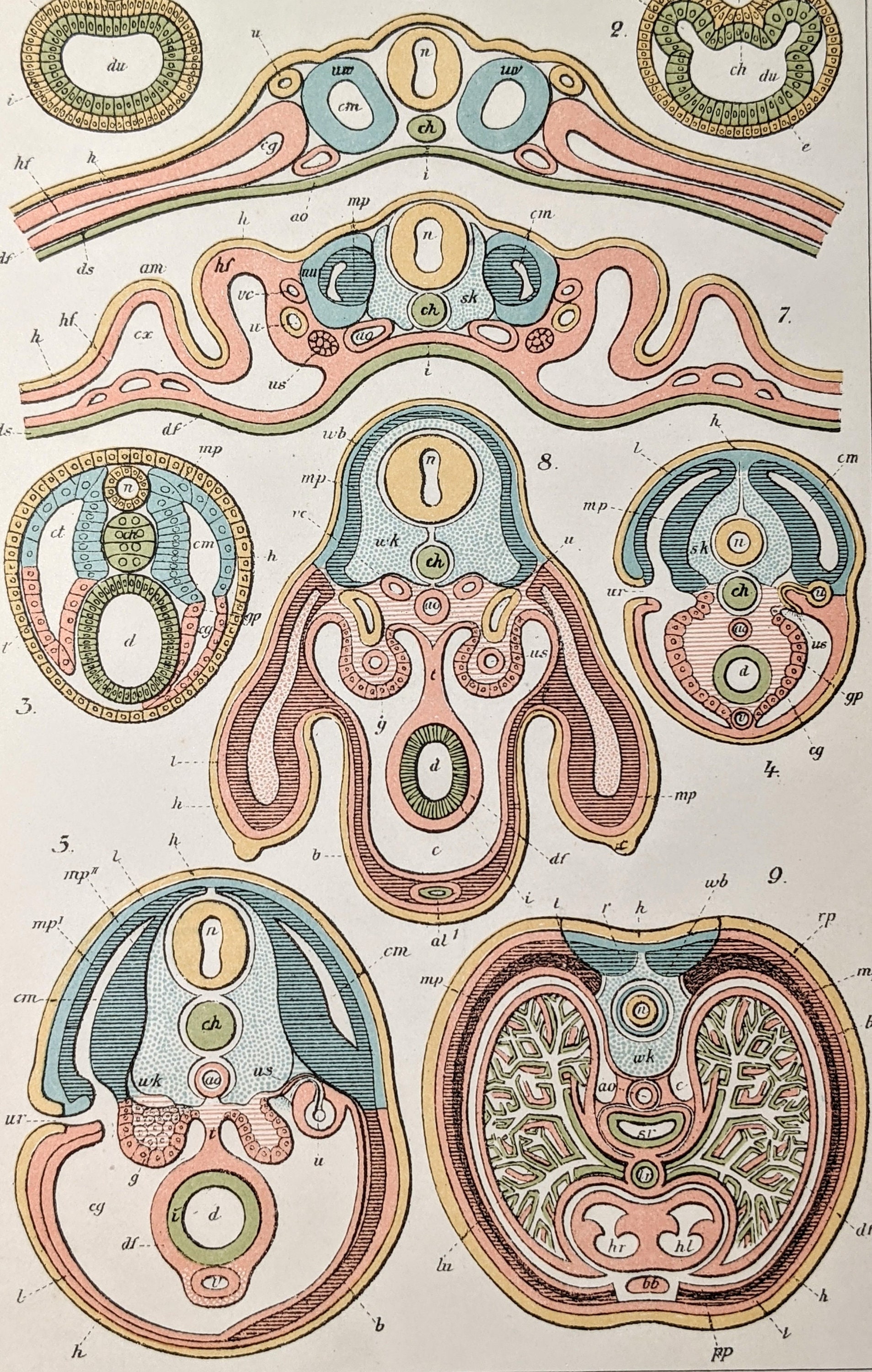 1910 Ernst Haeckel Transverse Sections of Vertebrate Embryos Antique ...