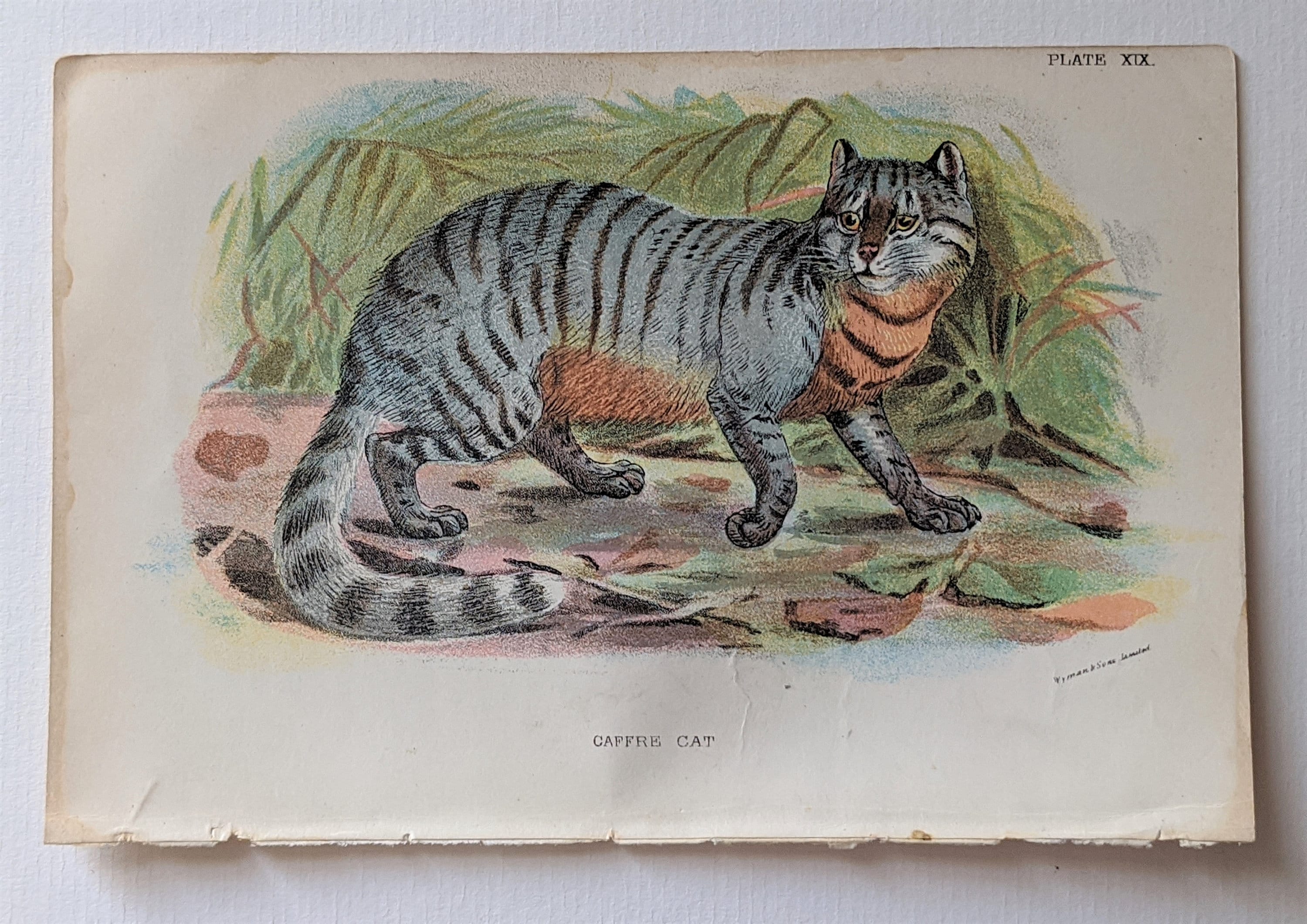 1896 Caffre Cat Original Vintage Print Natural History - Etsy