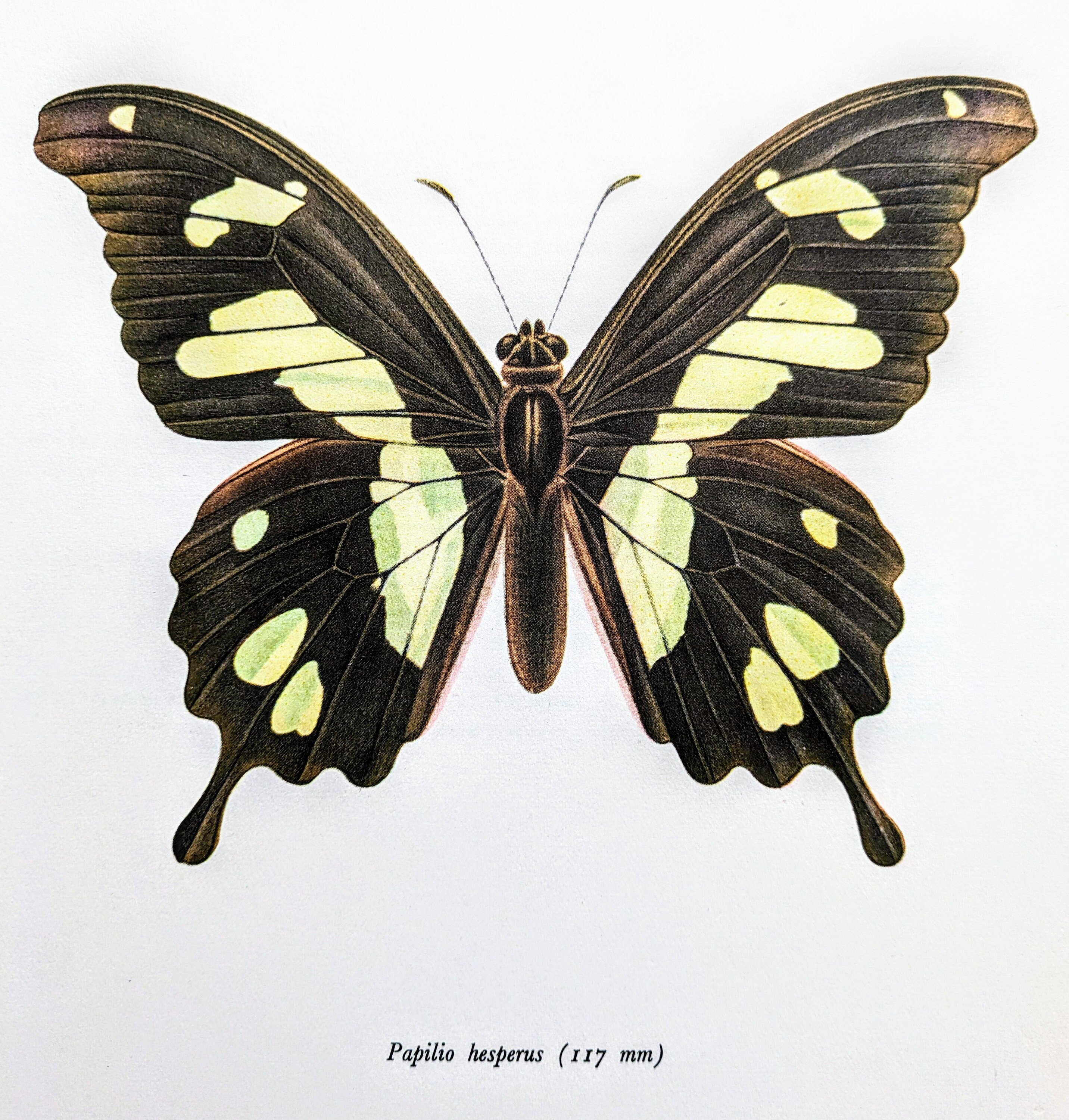 1963 Papilio Hesperus Vintage Butterfly Print Lithograph Butterflies ...