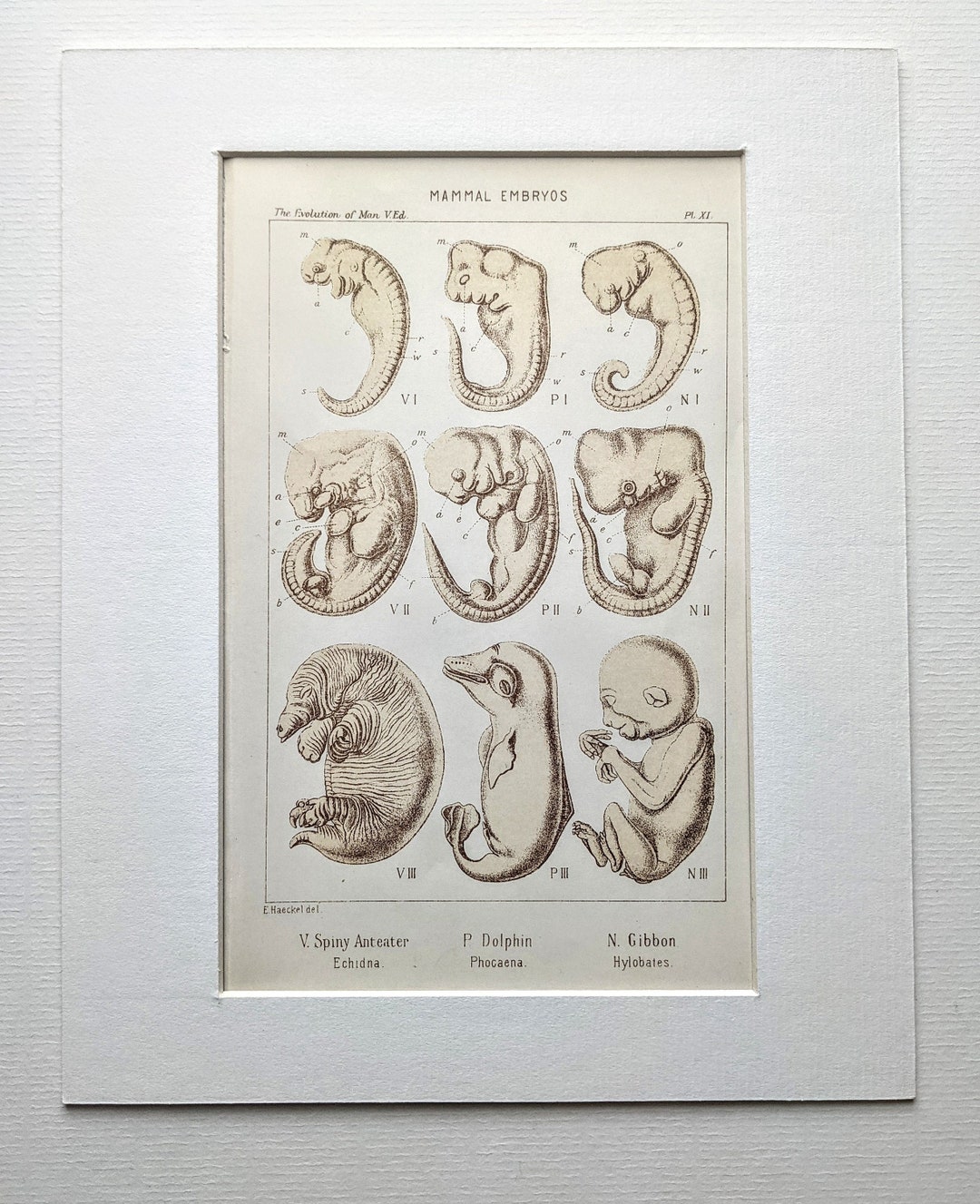 1910 Ernst Haeckel Embryos of Three Mammals Antique Print - Spiny ...