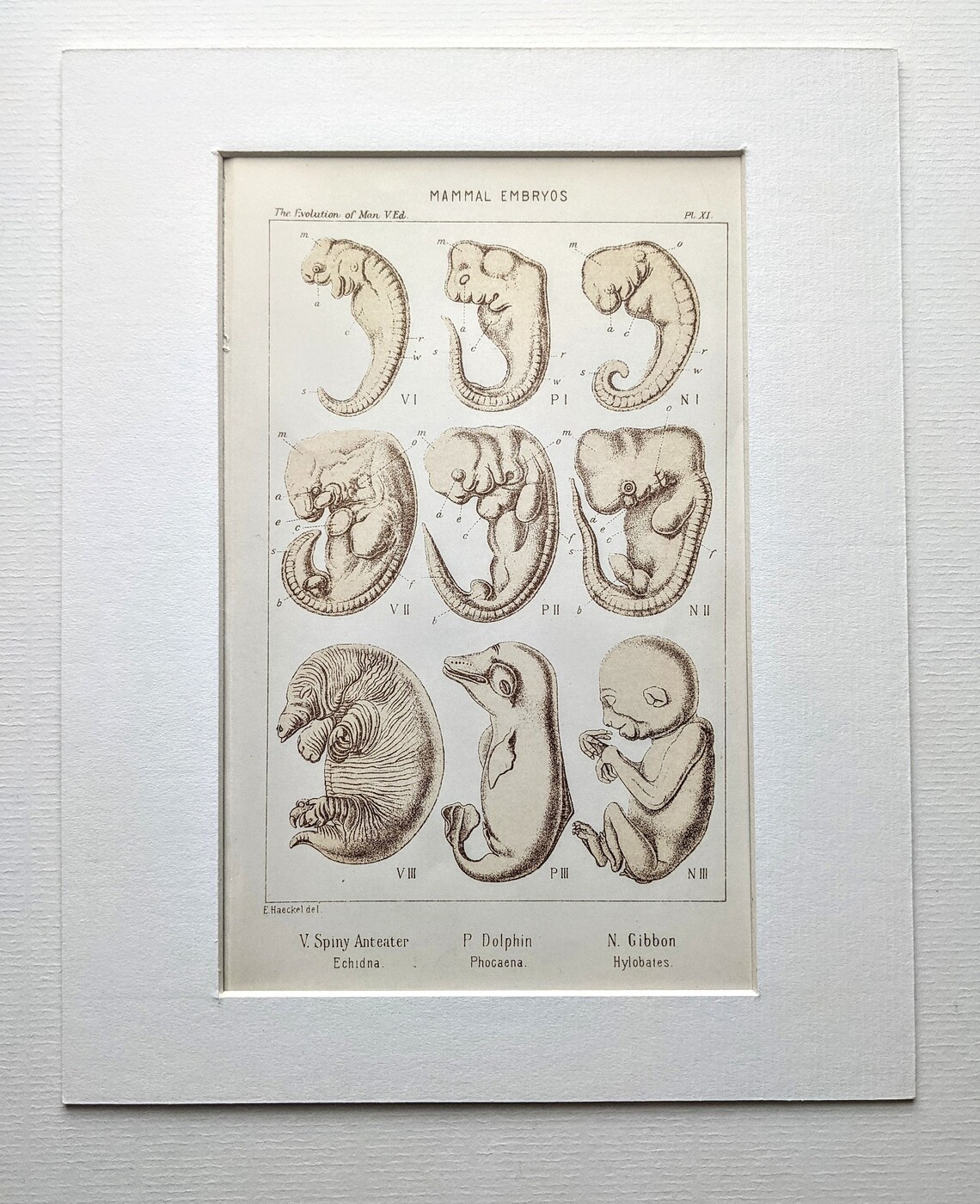 1910 Ernst Haeckel Embryos of Three Mammals Antique Print - Etsy