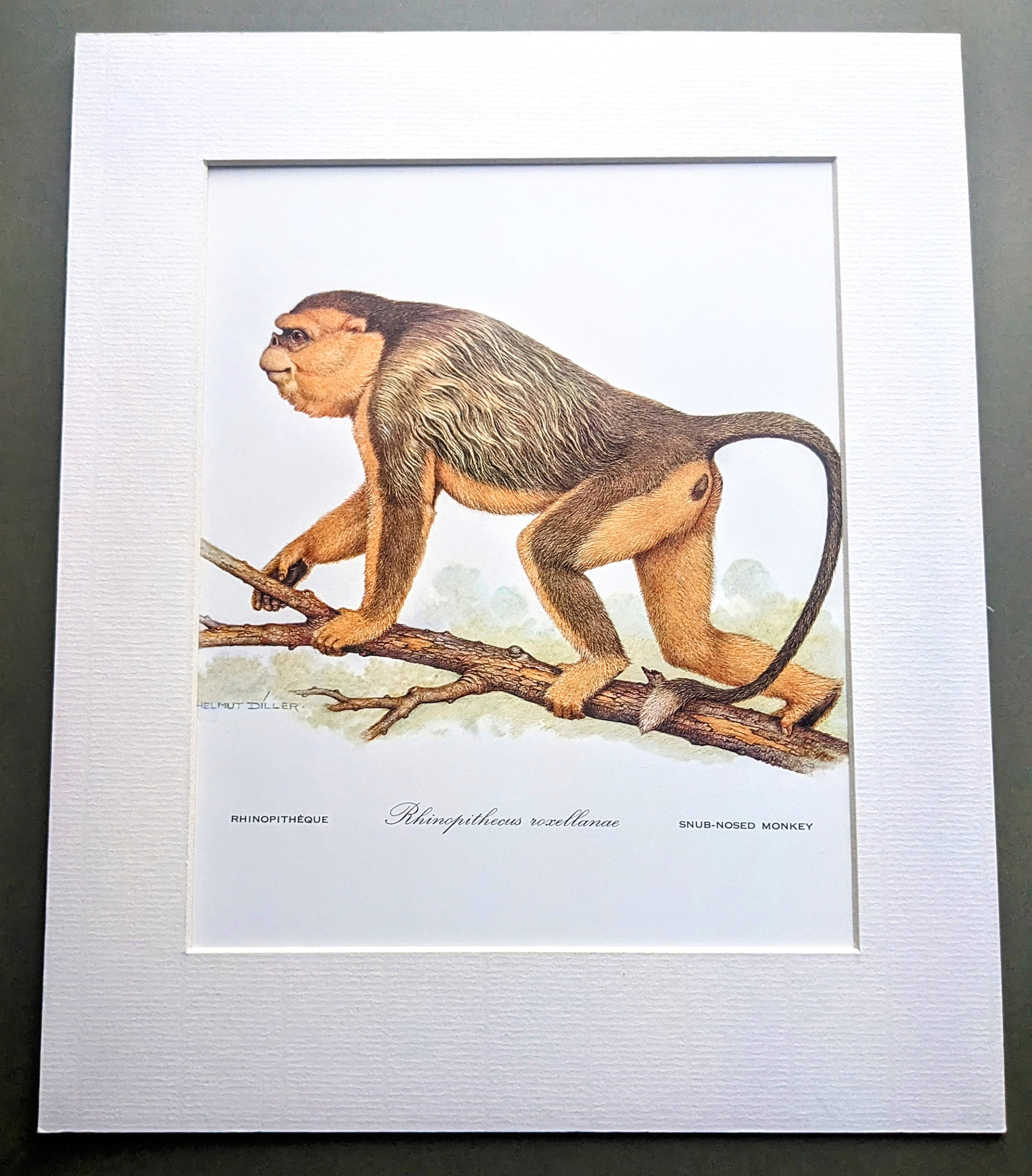 1970 Snub-nosed Monkey - Vintage Print - Animals in Danger of ...