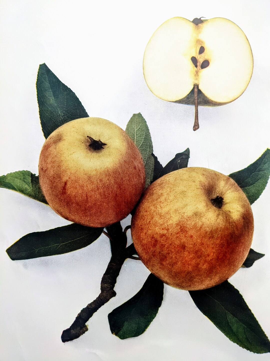 Pomme orange d'Ellison de 1949, impression de fruits vintage originale ...