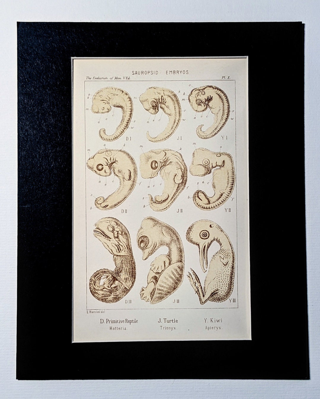 1910 Ernst Haeckel Embryos of Three Sauropsids Antique Print - Stem ...