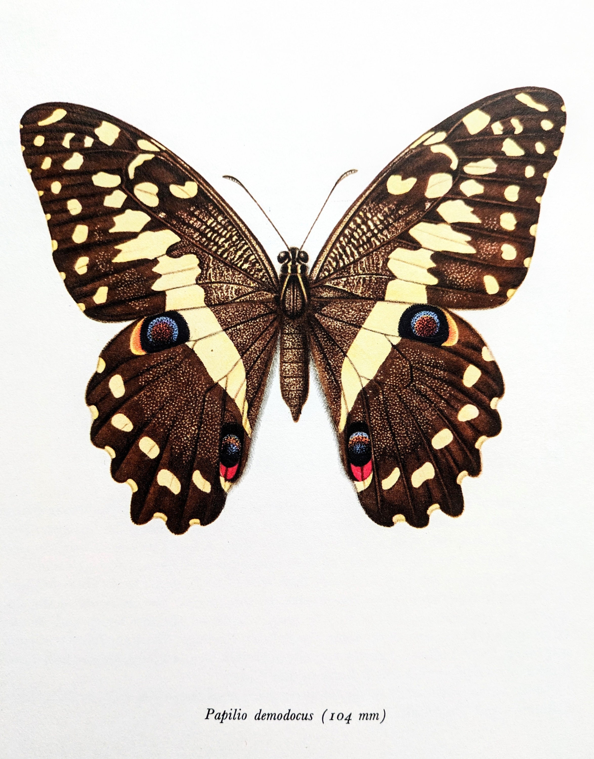 1963 Papilio Demodocus Vintage Butterfly Print - Lithograph ...