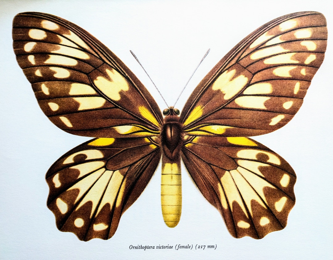 1963 Ornithoptera Victoriae (female) Queen Victoria's Birdwing ...