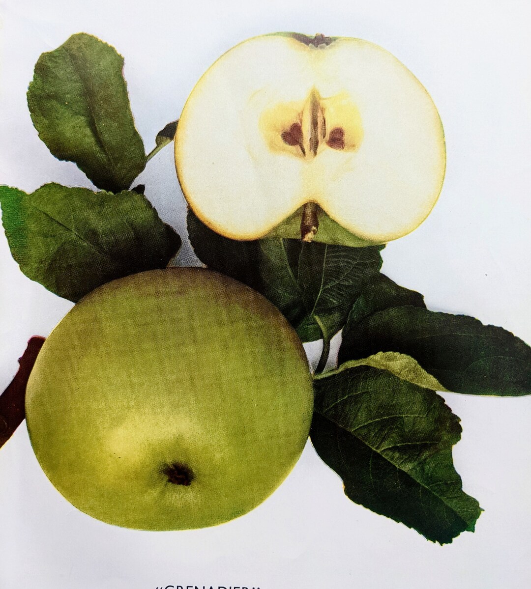 1949 Grenadier Apple Original Vintage Fruit Print - Botanical Print ...