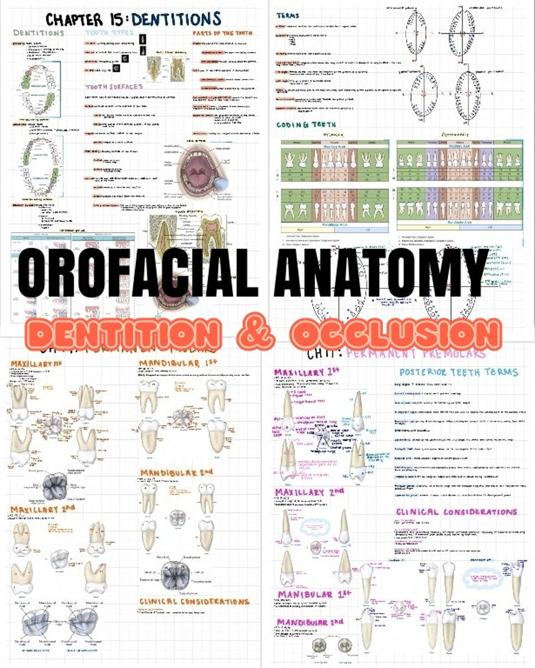 Dental Hygiene Orofacial Anatomy Dentitions & Occlusion Notes - Etsy