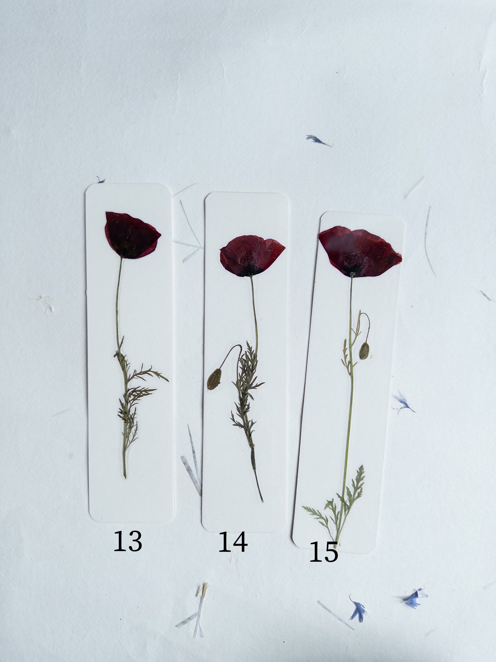 Common Poppy Bookmark pressed Flower Bookmark Corn Poppy - Etsy