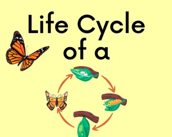 Life Cycle of a Butterfly Sequencing - Etsy