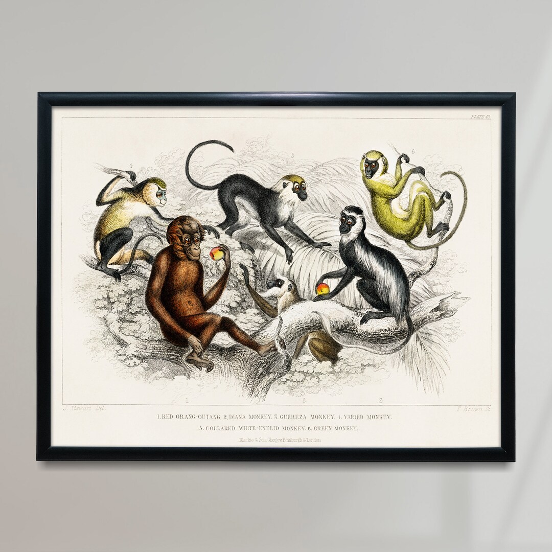 Collection of Various Monkey Species Vintage Poster, Six Monkeys on the ...