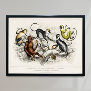 Collection of Various Monkey Species Vintage Poster, Six Monkeys on the ...