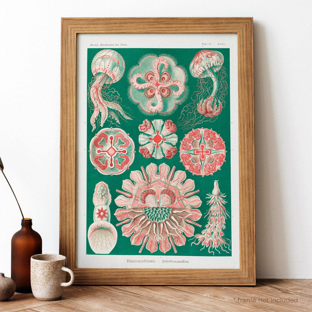 Ernst Haeckel Poster Qualle Mix Vintage Poster Qualle Mix - Etsy Österreich