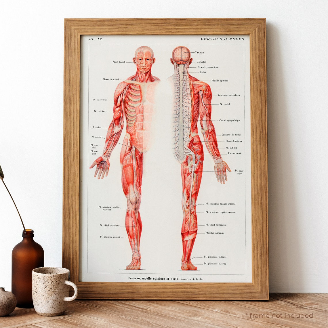 Human Nervous System Vintage Poster Human Nervous System - Etsy