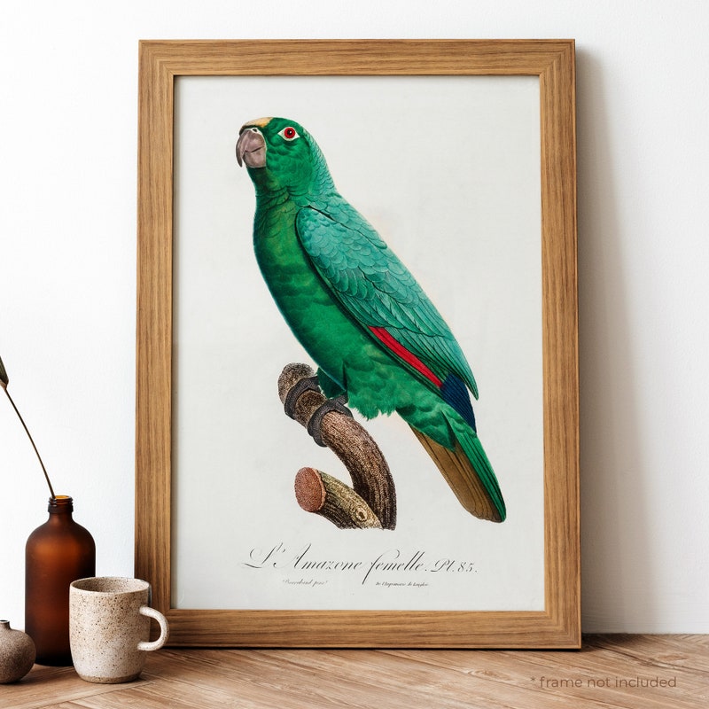 Parrot Poster - Etsy