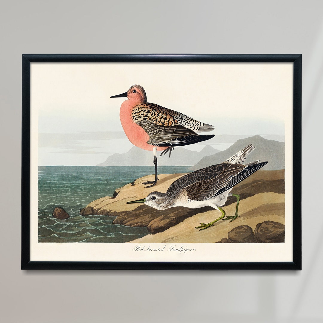 Red-breasted Sandpiper Vintage Poster, Birds by the Sea Retro Print ...