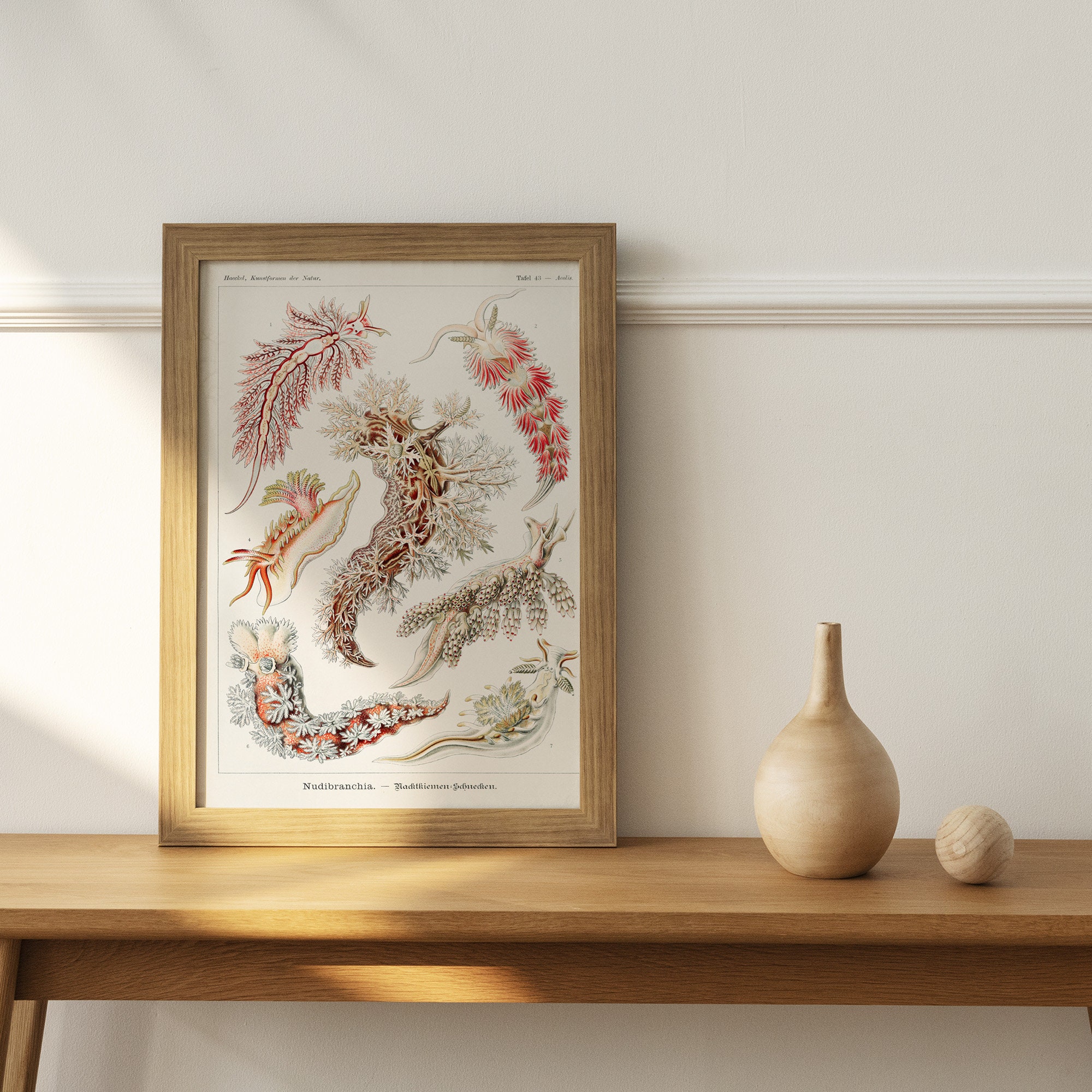 Ernst Haeckel Poster Marine Mollusks Vintage Poster Marine - Etsy