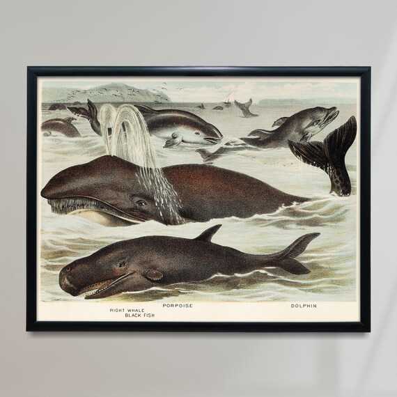Blackfish Porpoise and Dolphin Vintage Poster Blackfish - Etsy