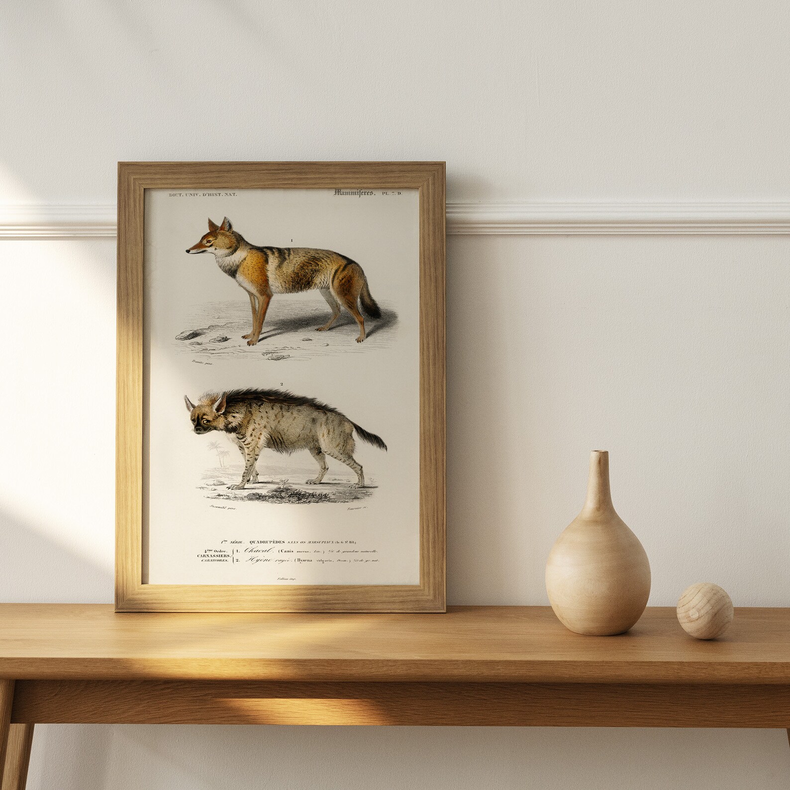 Canis Aureus Vintage Poster Golden Jackal Retro Print Golden - Etsy