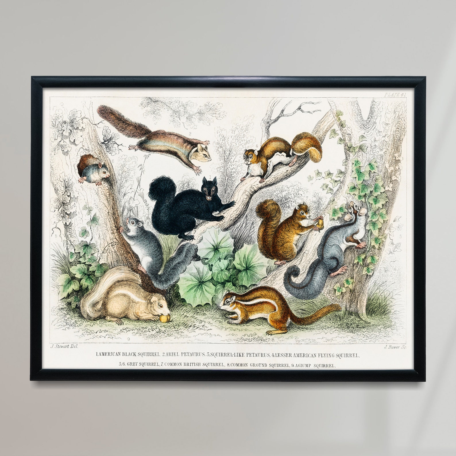 Collection of Squirrel Species Vintage Poster Squirrels - Etsy