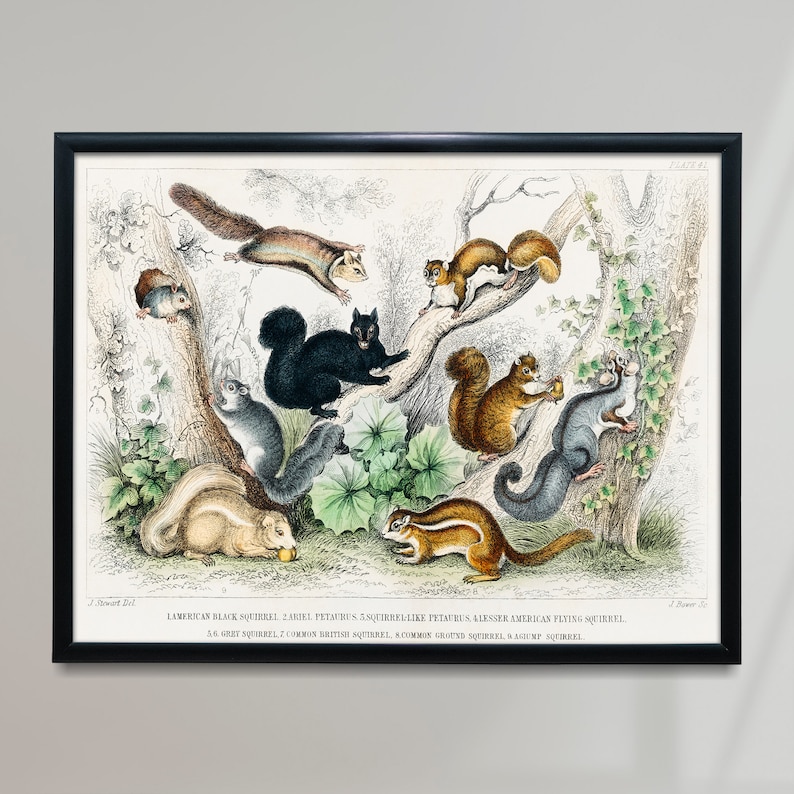 Collection of Squirrel Species Vintage Poster Squirrels - Etsy