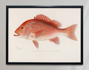 Red Snapper - Etsy