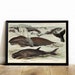Blackfish, Porpoise and Dolphin Vintage Poster, Blackfish Porpoise ...