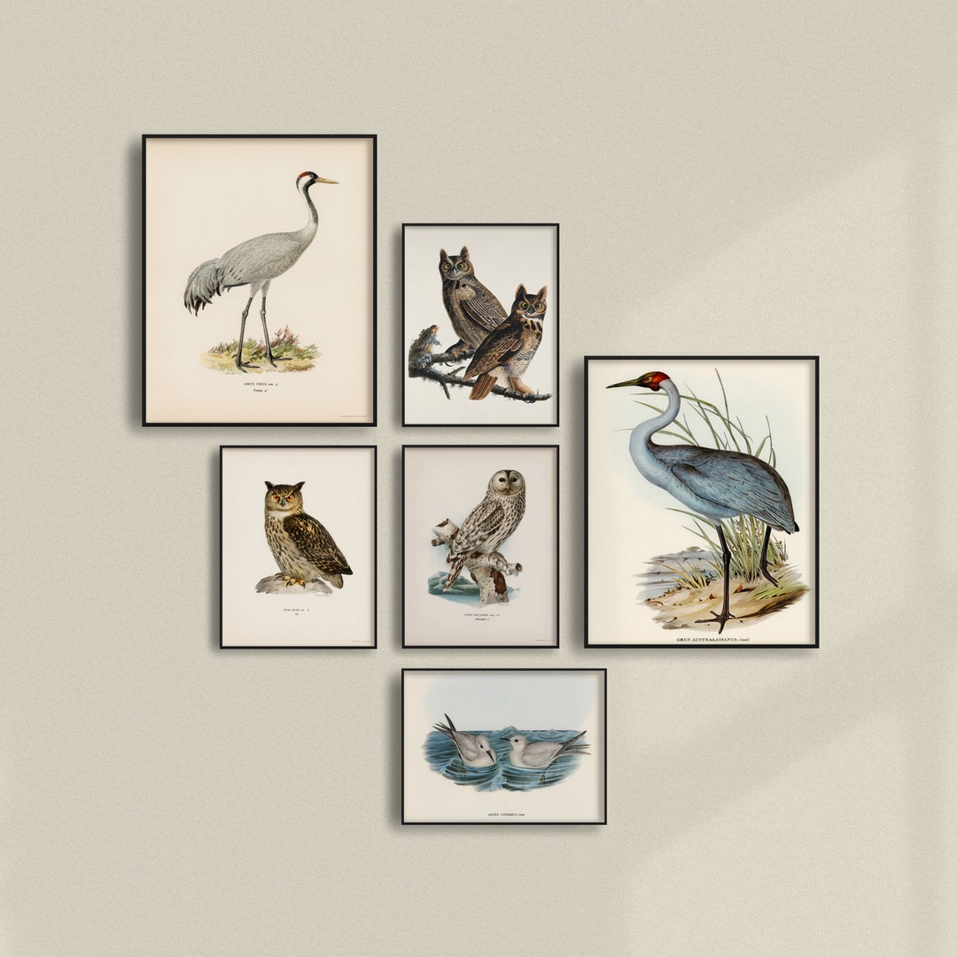Birds Gallery Wall, Set of Vintage Birds Prints, Ornithology Art, Birds ...