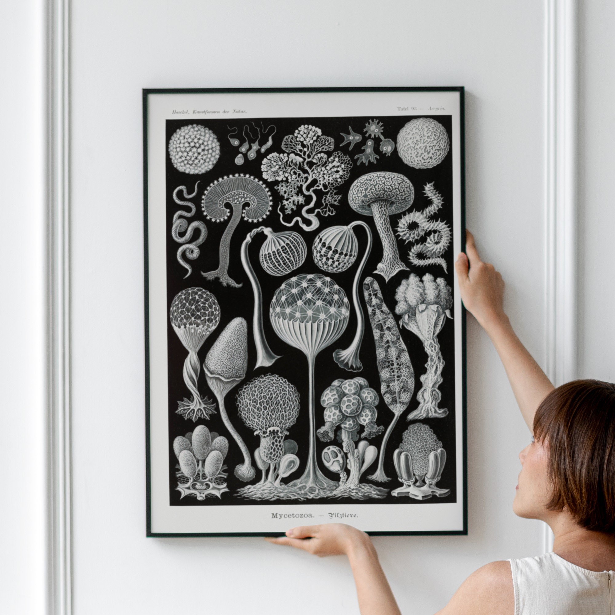 Ernst Haeckel Poster Microorganisms Vintage Poster - Etsy